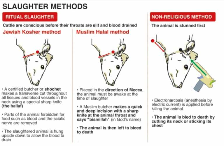Why Do Muslims Slaughter Sheep On The Day Of Eid Al Adha? – Inside Saudi