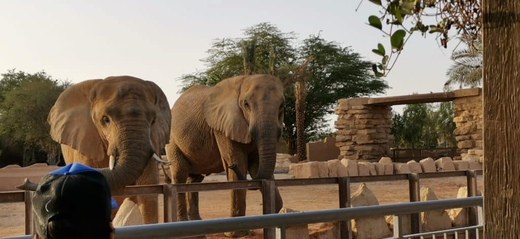 The Complete (New) Guide To The Riyadh Zoo, Malaz – Inside Saudi